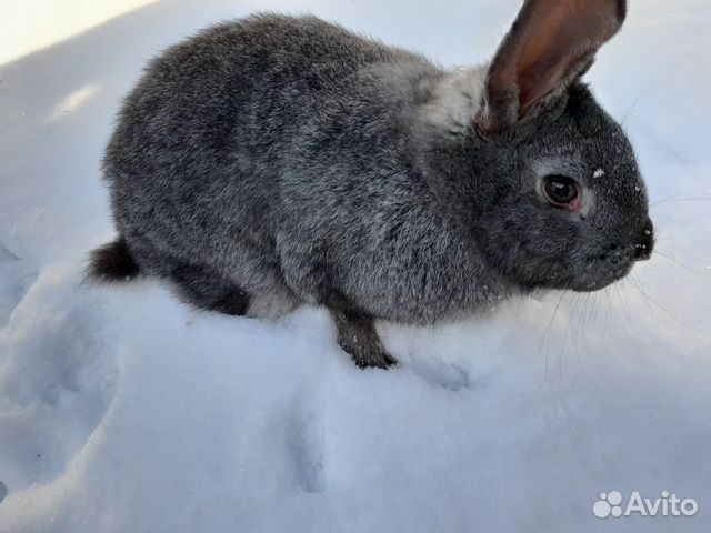 Крольчихи крол