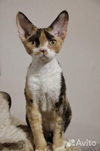 Низя. Фантастическая девочка