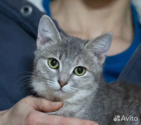 Ласковая Глория 6 мес. в добрые руки