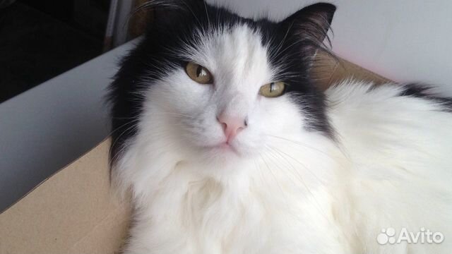 Норвежский лесной кот