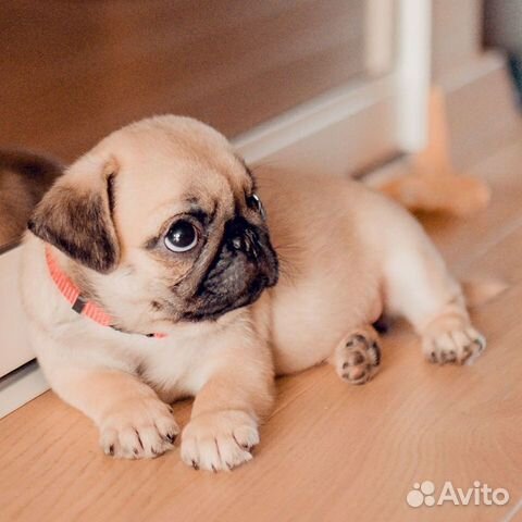 Девочка мопса