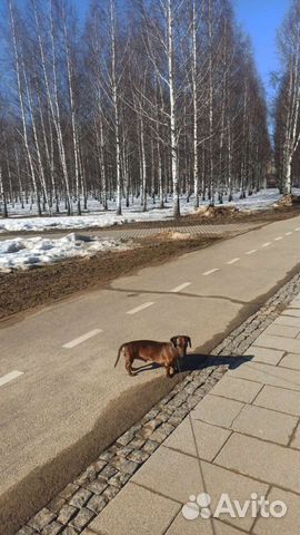Отдам таксу в добрые руки