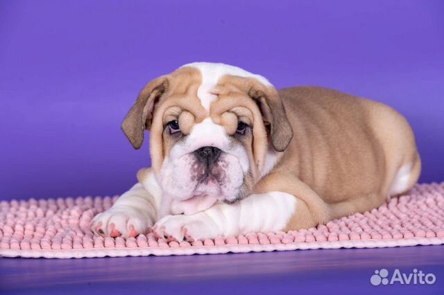 Английский бульдог