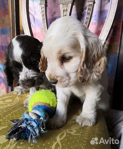 Английский кокер спаниель редких окрасов РКФ