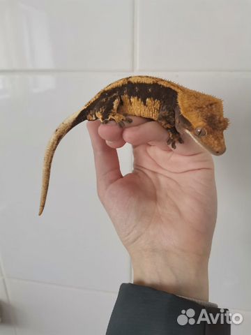 Самки и малыши бананоеда