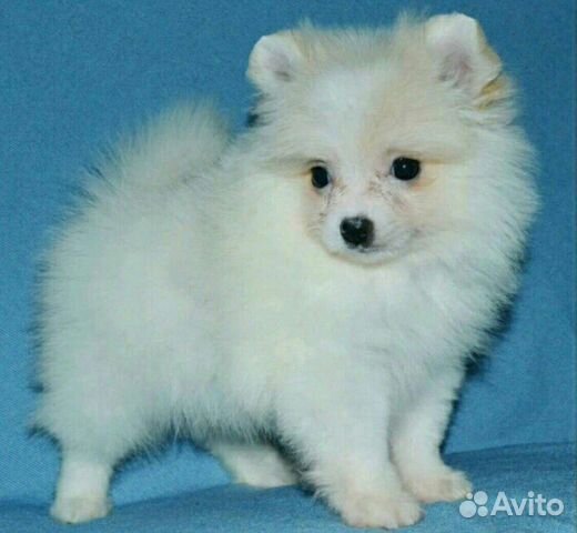 Померанский шпиц