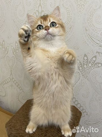 Золотой британец