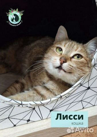 Котодети из приюта ищут своих родителей