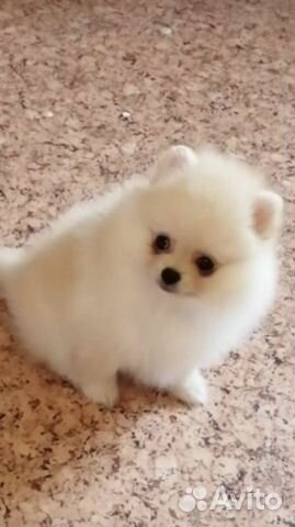 Шпиц девочка