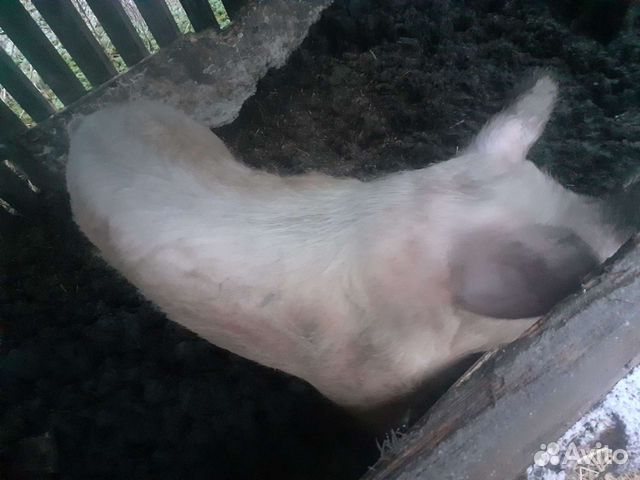 Продаётся хряк