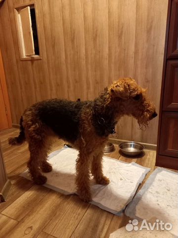 Отдам в добрые руки