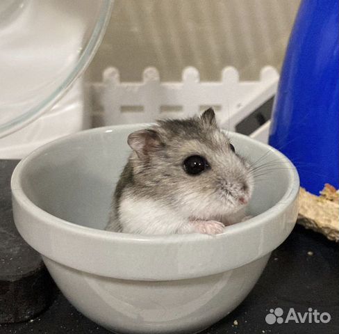 Джунгарские хомячки