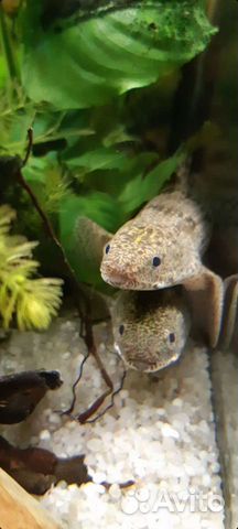 Полиптерус