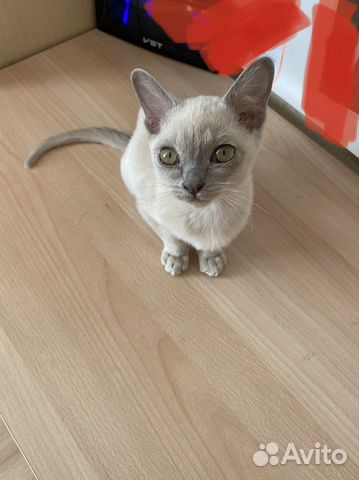 Котенок бурманской породы лиловый