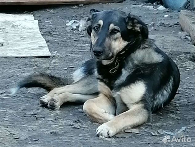 Собака Рада для охраны