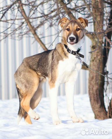 Щенок мальчик 5 месяцев в добрые руки