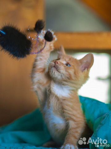 Солнечный рыжик котенок 2 мес