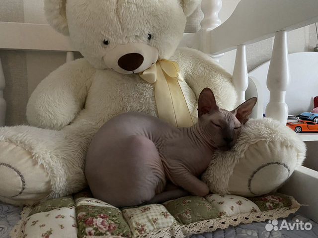 Котенок сфинкс