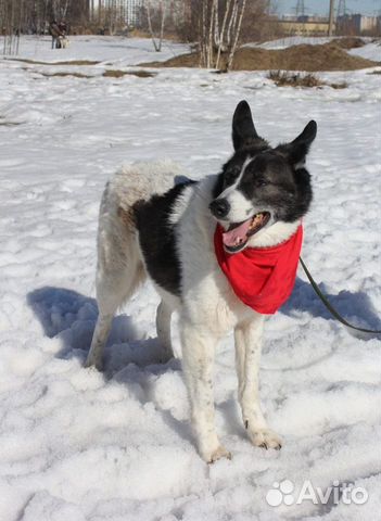 Собака в добрые руки. Возьмите друга