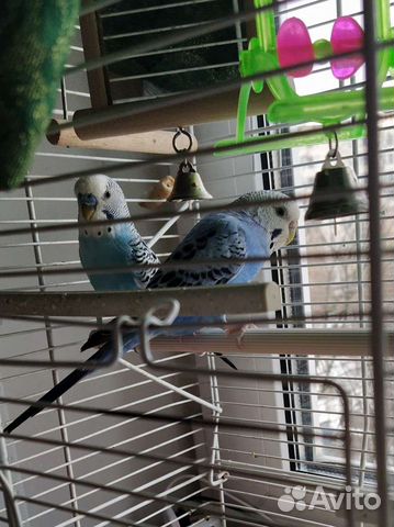 Волнистые попугаи