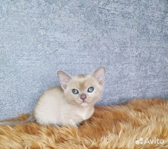 Клубные бурманские котята