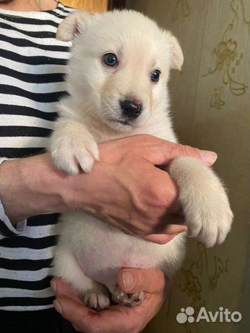 Швейцарская овчарка метис