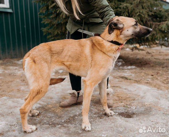 Собака с тяжелой судьбой ищет дом