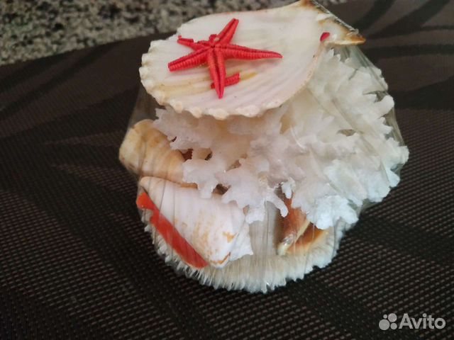 Кораллы и ракушки