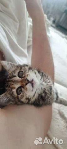 Отдам даром кошку