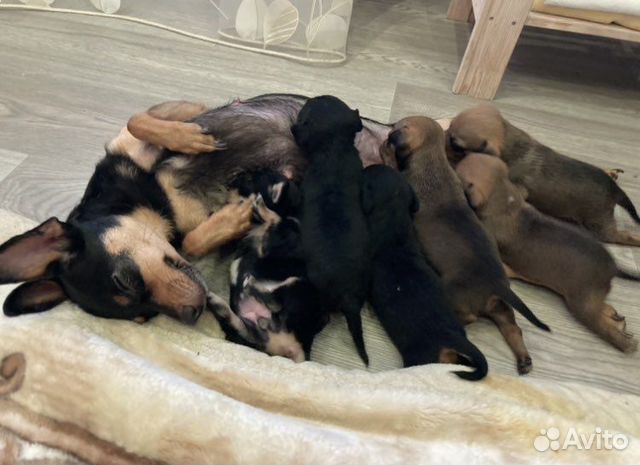 Той-терьер щенки