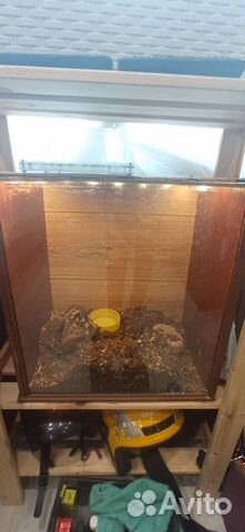 Птицеед с террариумом