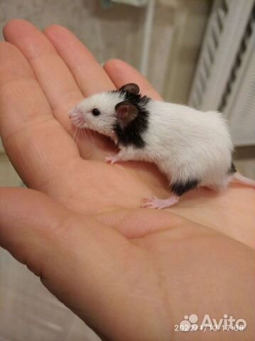 Мышка бамбуковая