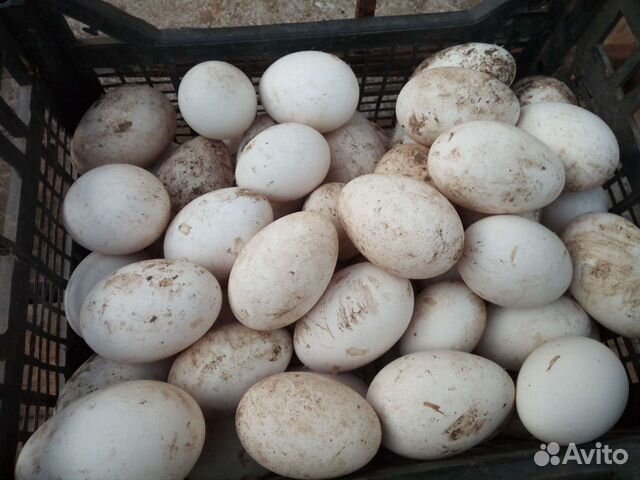 Продам гусиные яйца