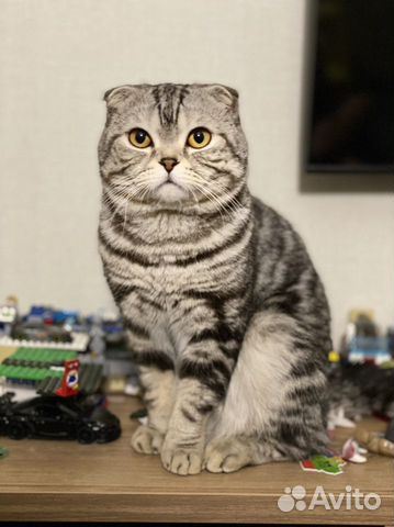 Шотландская полосатый вислоухий кот