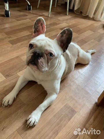 Французский бульдог
