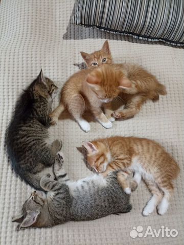 Котята курильского бобтейла
