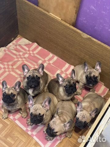 Супер Французики