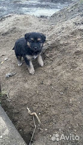 Щенки бесплатно