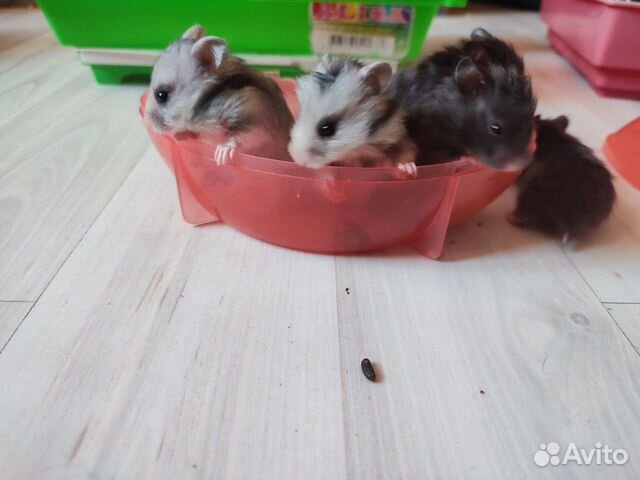 Сирийский хомяк