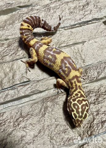 Эублефар самка обмен