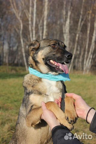 Добби - дружелюбный пёс-подросток