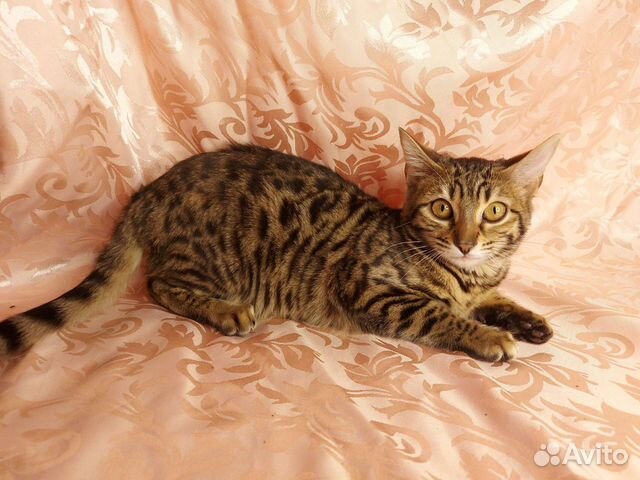 Бенгальская кошка