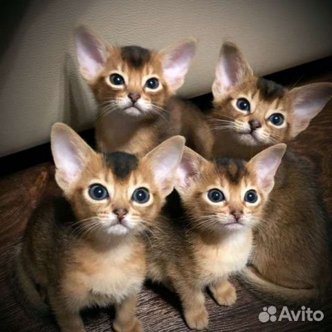 Абиссинские котята