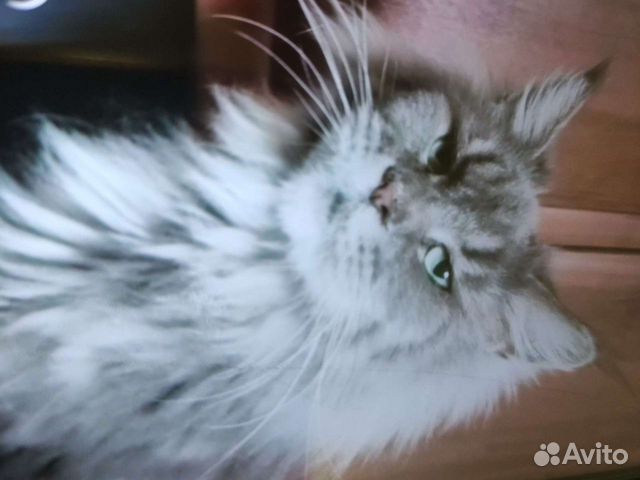Мэйн кун, девочка,4 года