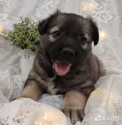 Анфиса в дар