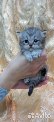Британская котята