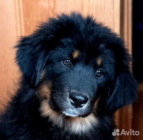 Монгол Банхар - кобель