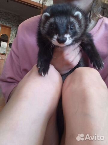 Хорек с клеткой