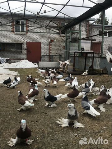 Продажа голубей