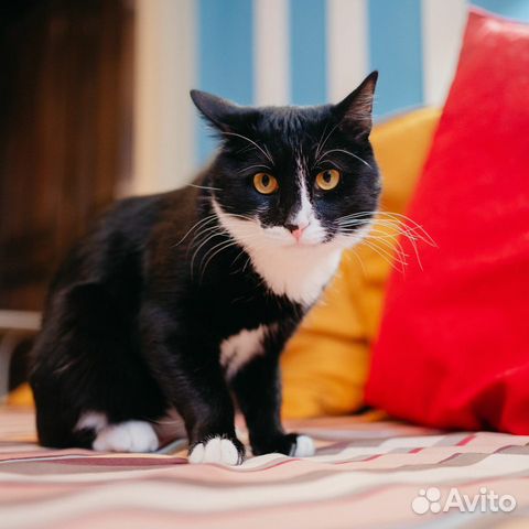 Котик Тишка